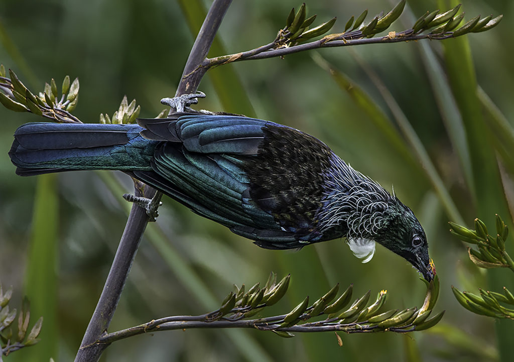 The Tui Bird | Peter Barrien Photography