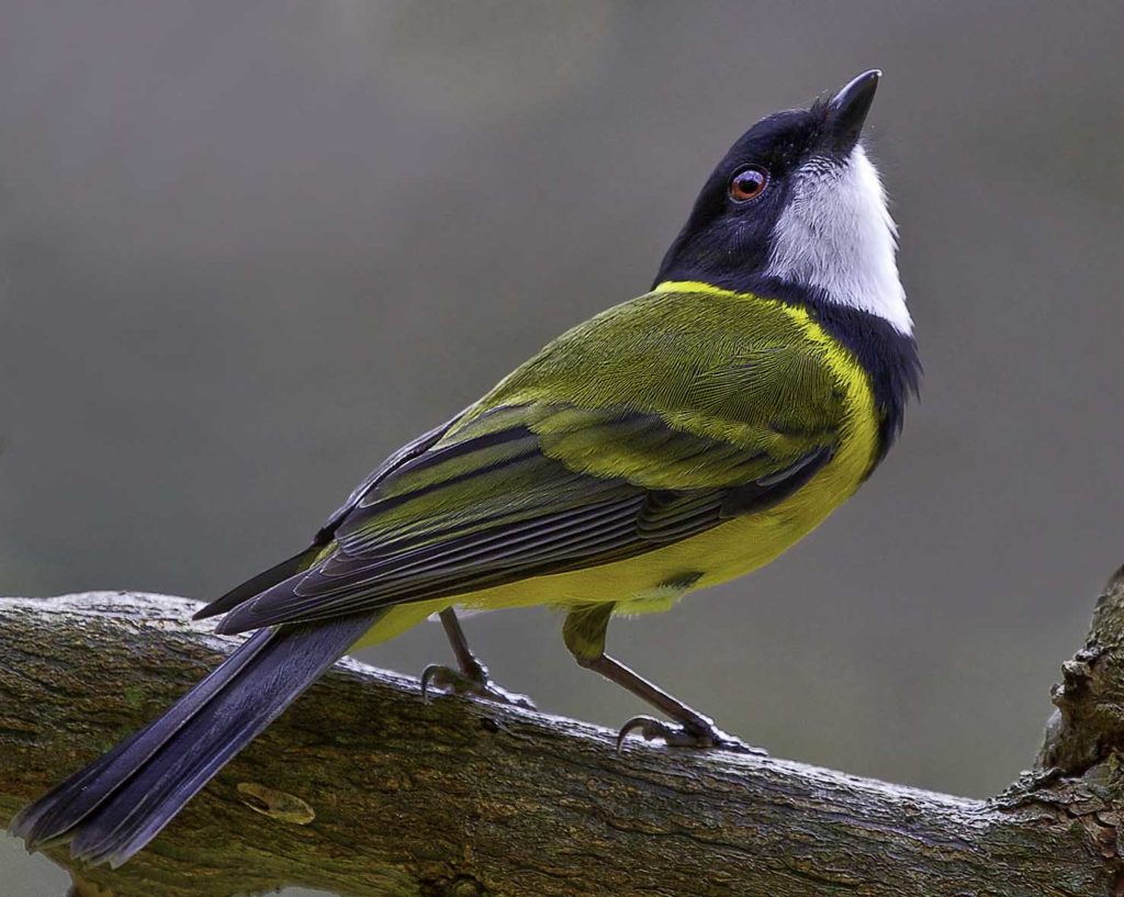 Golden Whistler (South Australia) | Peter Barrien Photography